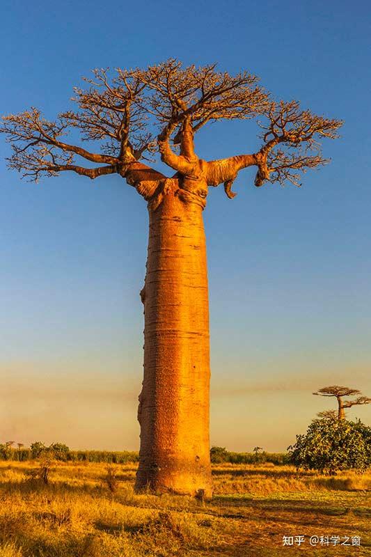 猴面包树：地球上最神奇的树 - 知乎