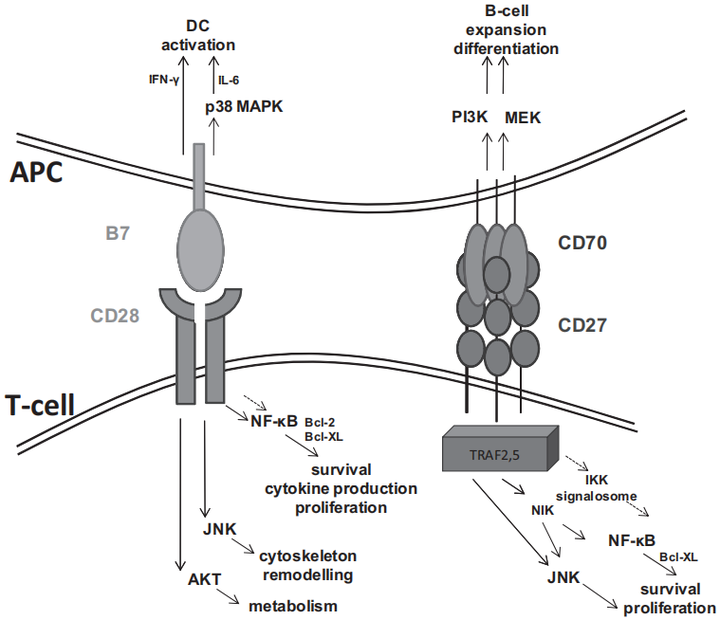 肿瘤免疫靶点 | CD27 - 知乎