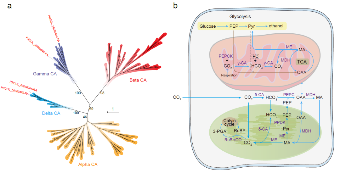 Nature Ecol Evol | 彻底改变绿色植物的分类！华大研究团队发现绿色植物的第三个门类 - 知乎
