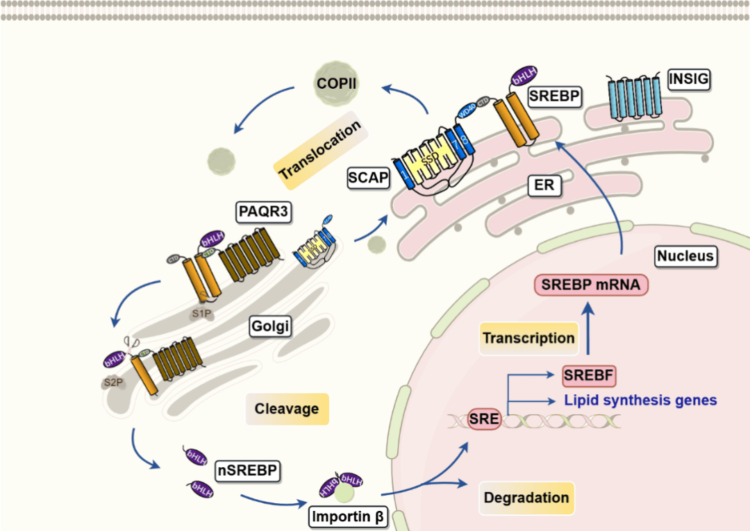 【AMM综述】靶向SREBP转录因子的治疗策略综述 - 知乎