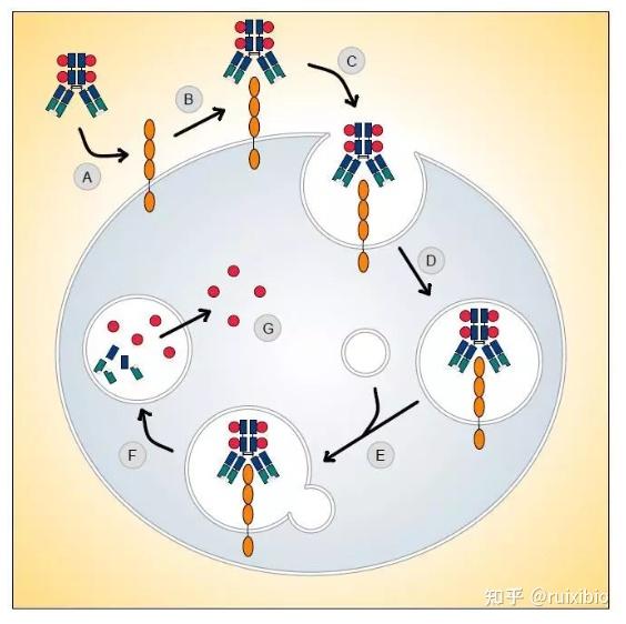 MAC glucuronide linker-2 CAS229977-57-5 ADC抗体简介 - 知乎