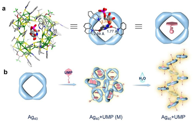 无机化学丨郑州大学臧双全课题组Nature Communications：从构建块到不同超结构调控的Ag40纳米轮多级组装 - 知乎