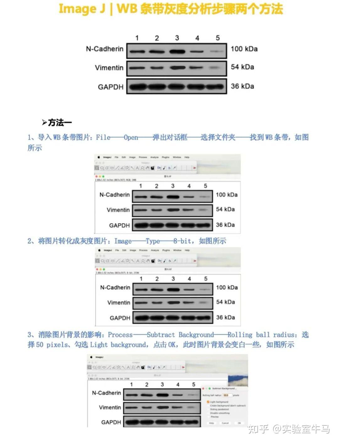 WB实验干货分享～条带分析详解 每次做完WB只会肉眼观察？手动画条带误差大？今天手把手教你用**ImageJ**精准量化条带 - 知乎
