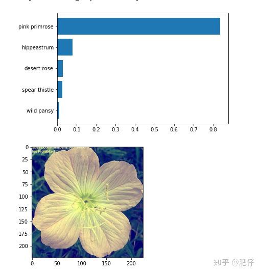 使用PyTorch进行花卉图像分类 - 知乎