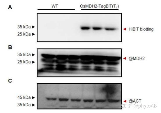 Plant Communications：TagBIT-一种新型植物内源蛋白检测技术 - 知乎