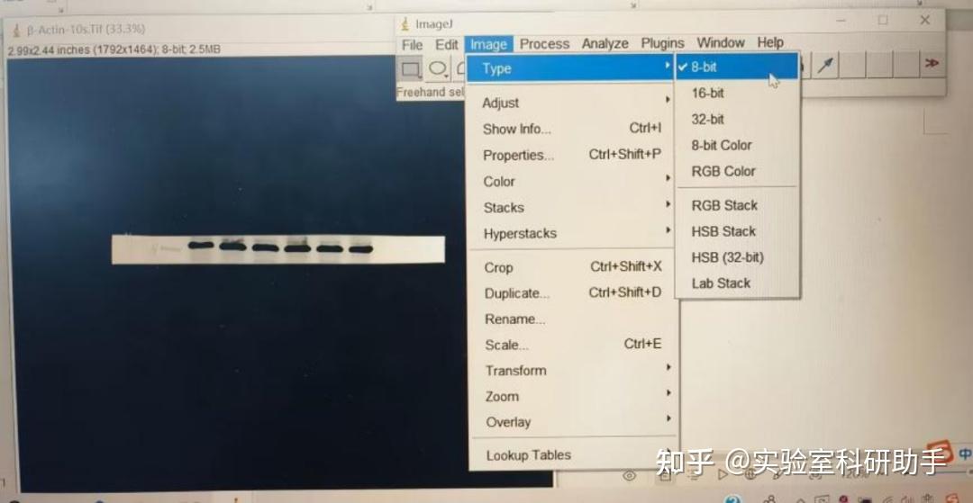 手把手教学——WB条带量化之ImageJ软件分析 - 知乎