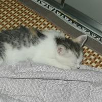 Python swifter库的基本使用 - 知乎