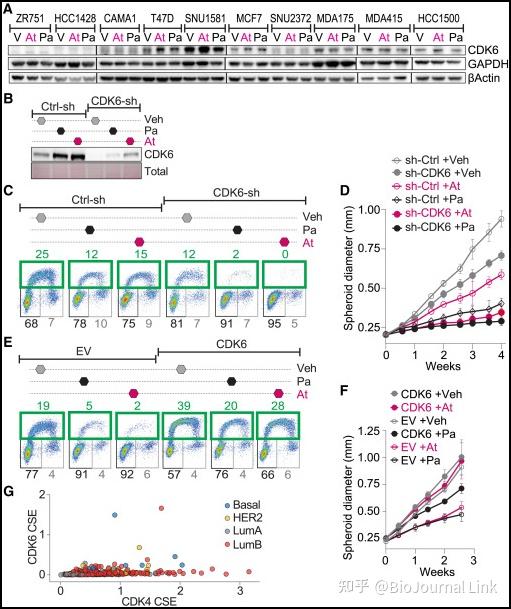 文章 | Cancer.Cell | CDK4选择性抑制提高抗肿瘤功效和安全性 - 知乎