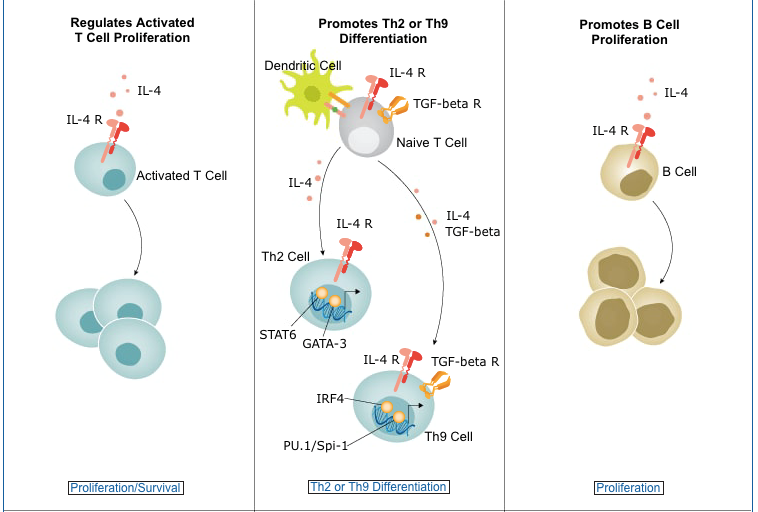 全面解析！哮喘和特应性皮炎的强势靶点IL-4R - 知乎