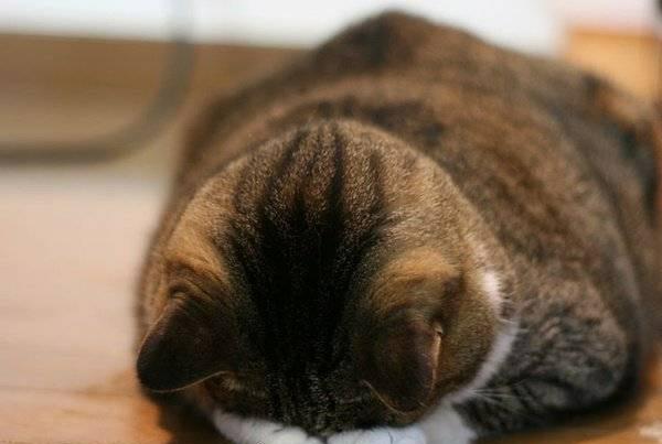 Stringy Cat - 知乎