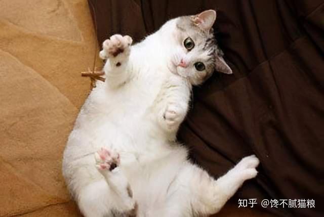 猫咪 露肚皮”的6种含义，知道4种以上，说明你懂它 知乎
