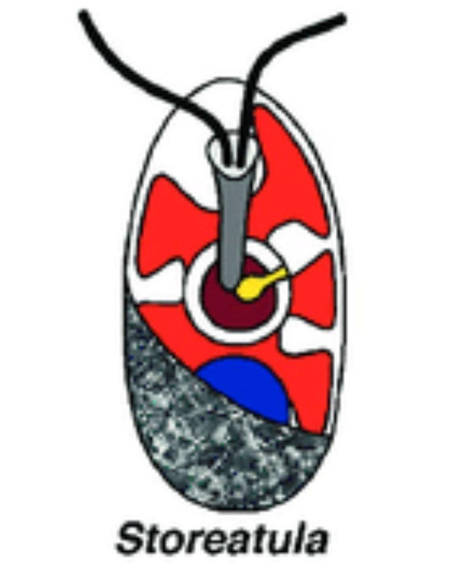 【古菌域全系列14】隐藻界Cryptista：隐于世间而影响世界 - 知乎