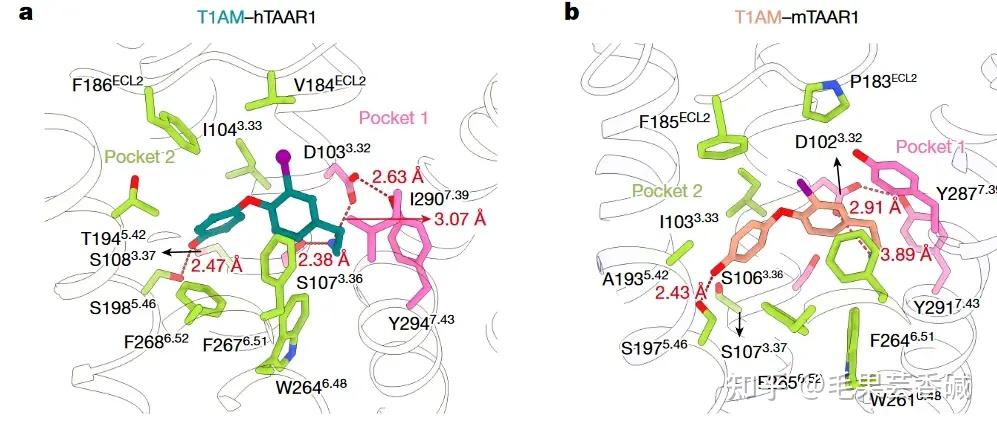 TAAR1的配体识别和G蛋白偶联机制 - 知乎