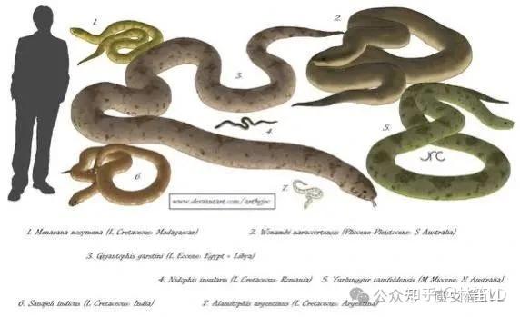 澳洲原住民神话中的创世神——彩虹蛇 - 知乎