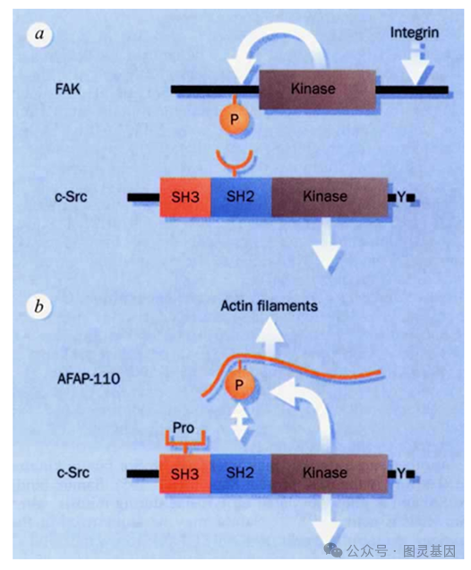 Nature | 经典回顾Tony Pawson神作：蛋白质模块与信号网络——生命信息的分子密码 - 知乎