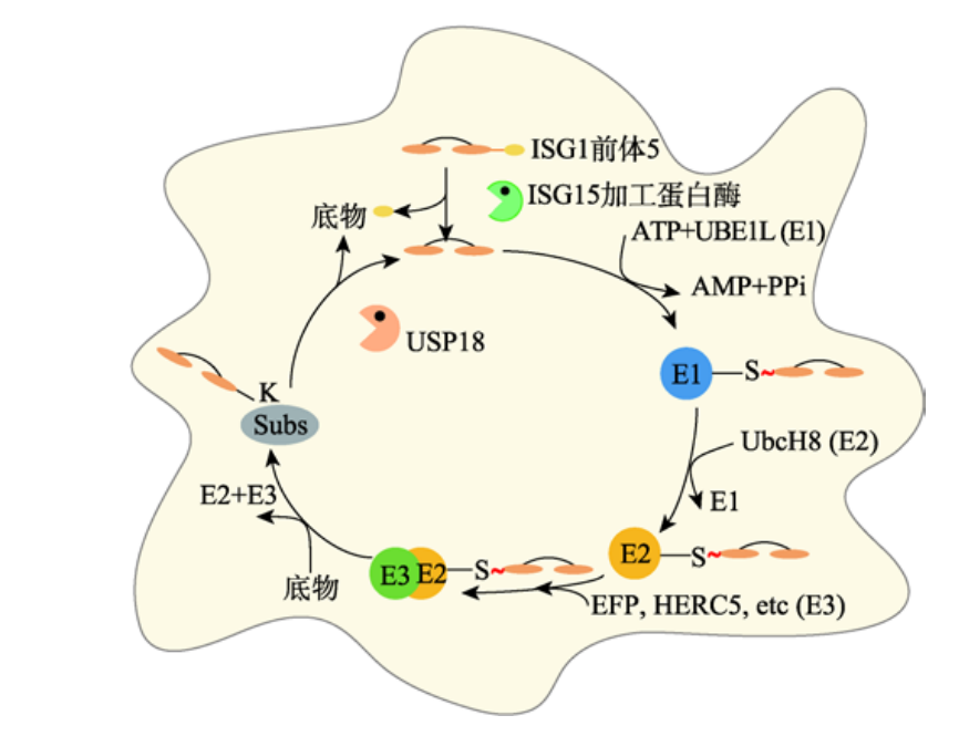 USP18介导的蛋白质在结核病等传染病中的作用机制及临床研究 - 知乎