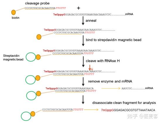 一个成熟的mrna会有多个polyA尾吗? - 知乎