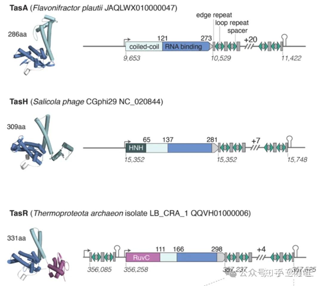 张锋发现新RNA引导系统TIGR-Tas：挖掘详述 - 知乎