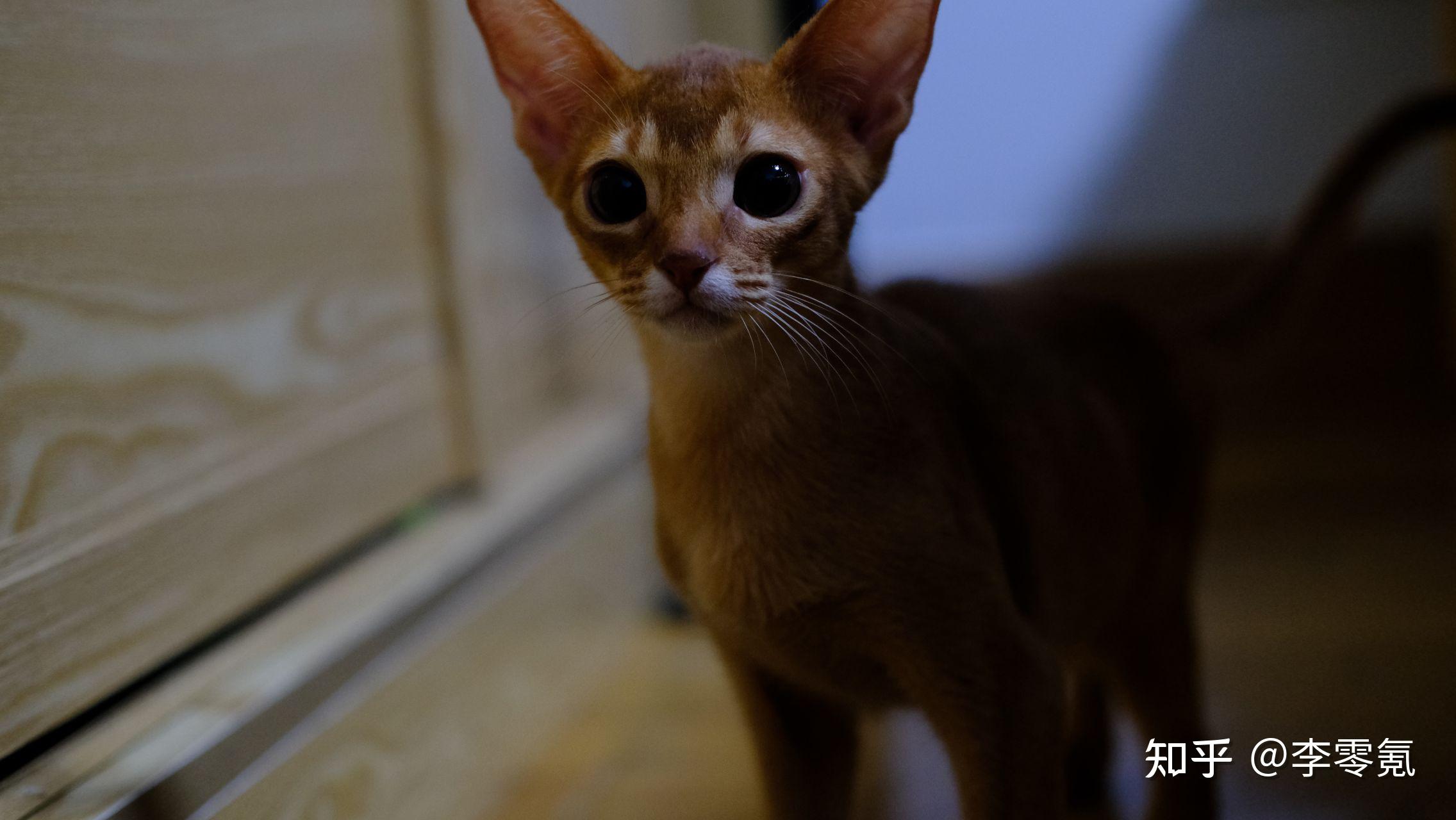 养阿比西尼亚猫（abyssinian）是种什么样的体验？这个品种有什么特点？ - 知乎