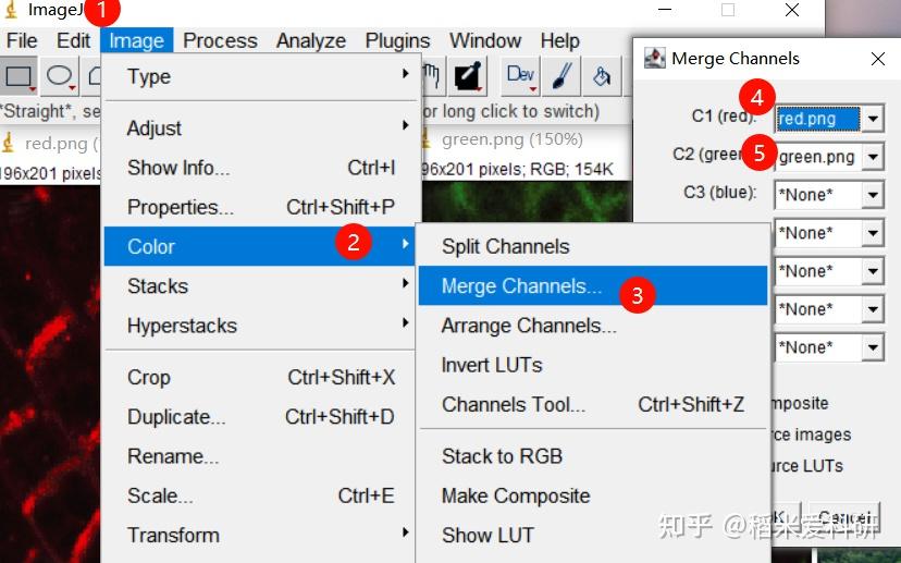 Image J介导的Merge图和原图之间的相互转换！ - 知乎