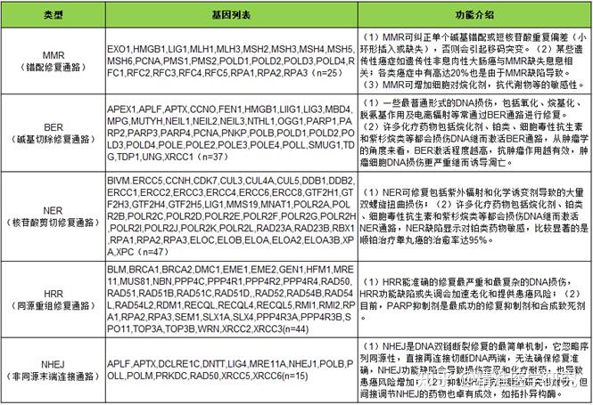 分享|DDR基因的临床用药指导意义 - 知乎