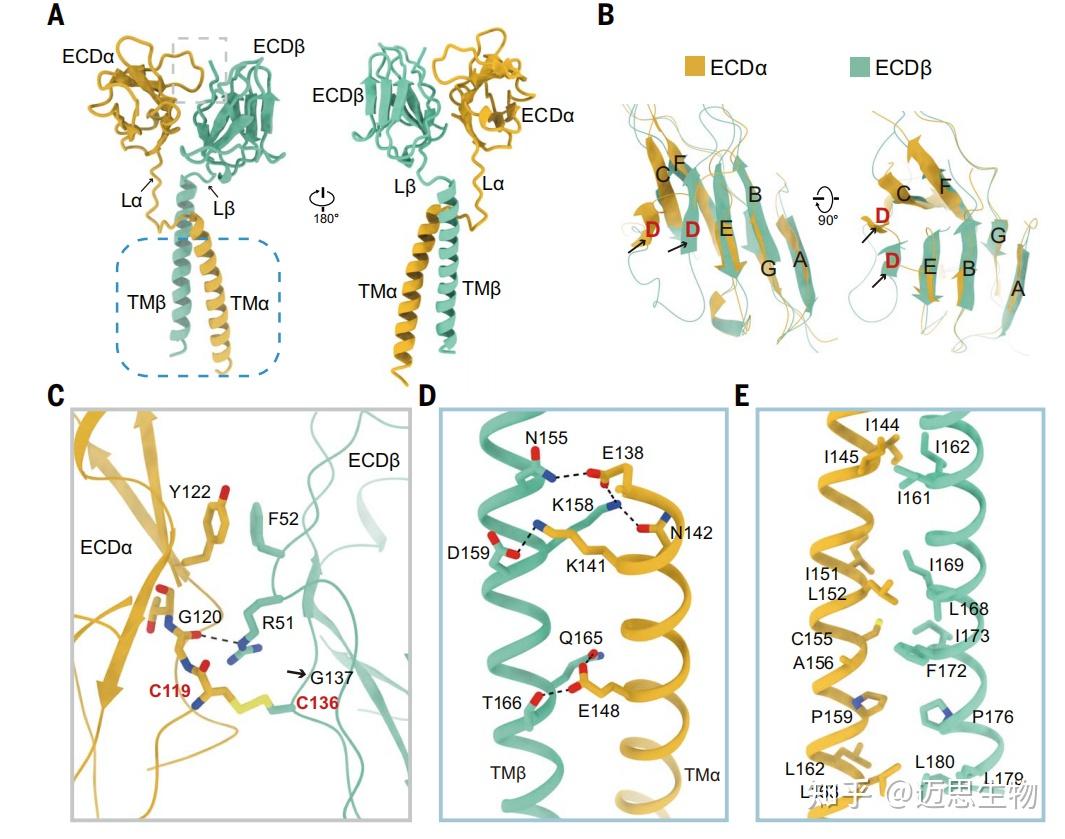 B细胞淋巴瘤治疗靶点CD79 - 知乎
