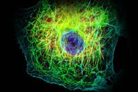 细胞成像的超级“放大镜”——4Pi-SIM - 知乎