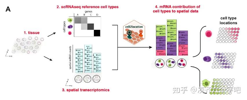 空间单细胞转录组cell2location分析流程学习 - 知乎