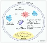 收藏：ROS活性氧的来源和检测方法介绍 - 知乎