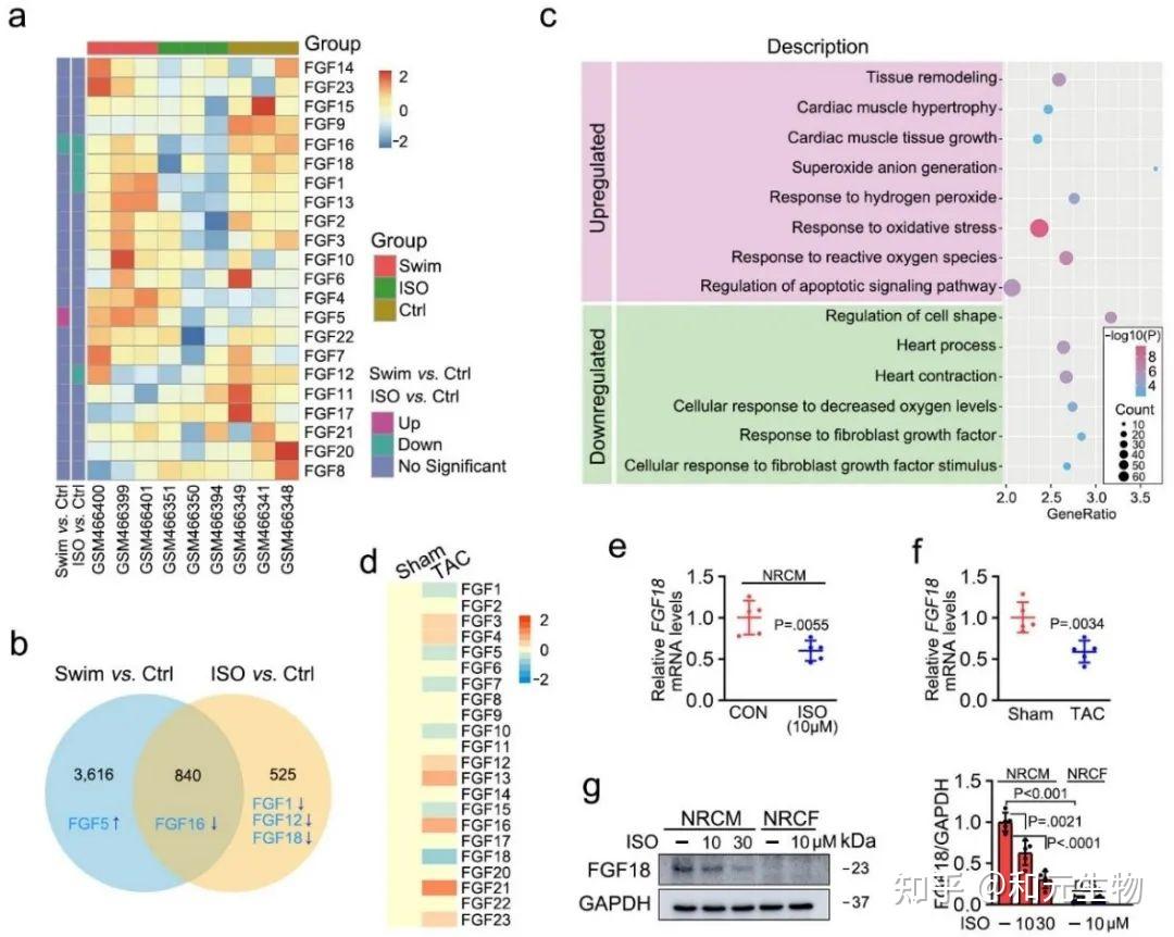 Nat Commun | 温州医科大学李校堃院士团队揭示FGF18调控病理性心肌肥大的作用机制 - 知乎