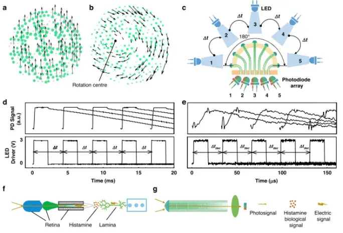 香港理工大学《 LIGHT-SCI APPL》：基于光纤的人工复眼用于直接静态成像和超快运动检测 - 知乎