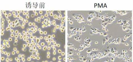 干货|THP-1分化成巨噬细胞诱导攻略 - 知乎