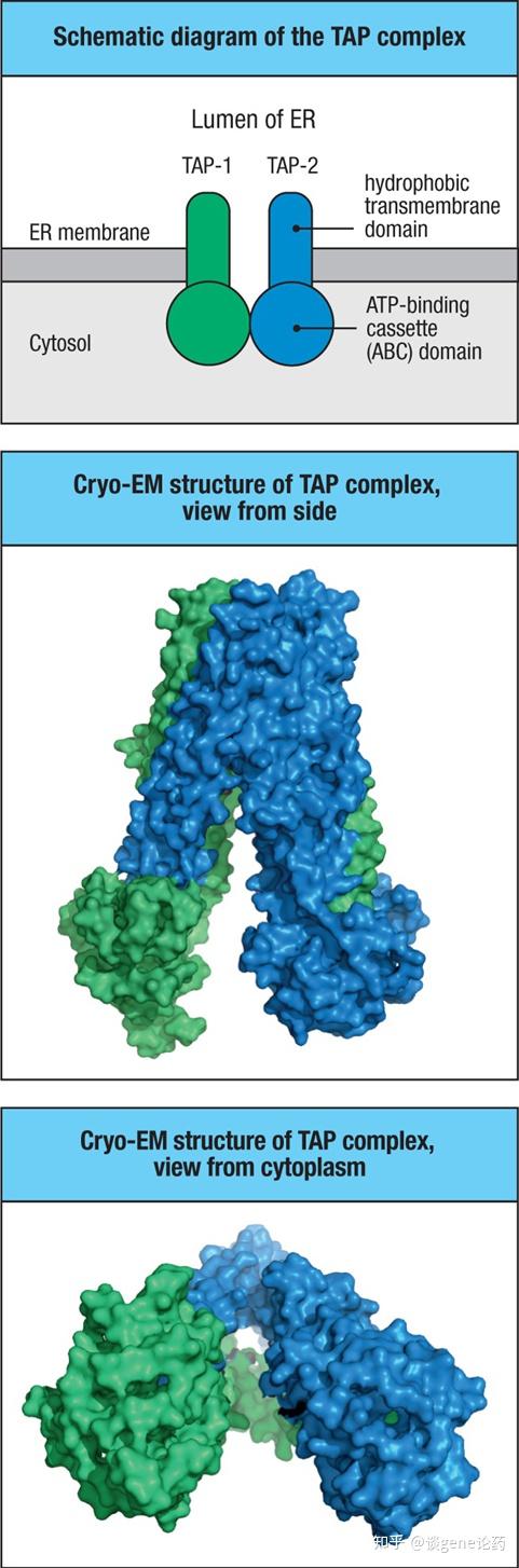 最新发现的TAP肽装载机制的结构特征以及肽装载复合物（PLC） - 知乎