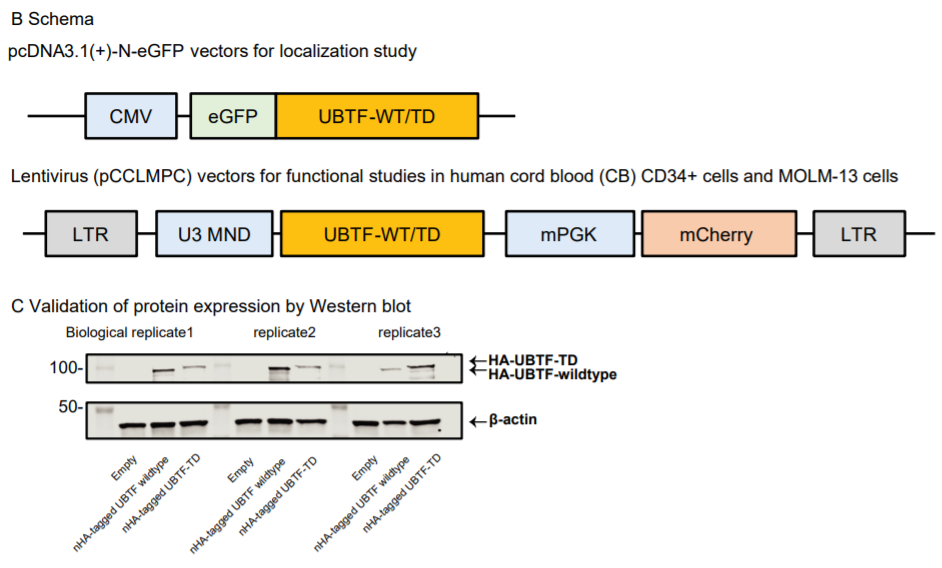 Blood Can Dis | UBTF串联重复与儿童急性髓系白血病复发的关系 - 知乎