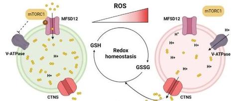 Molecular Cell | 中山大学林楚勇团队发表破解肿瘤化疗耐药性重要发现，国自然思路创新可借鉴 - 知乎