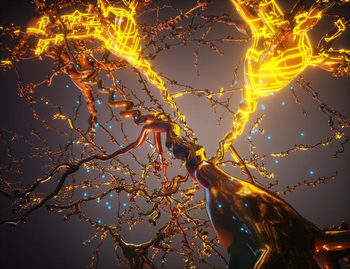 骆利群院士教科书级别综述--神经环路的架构 - 知乎