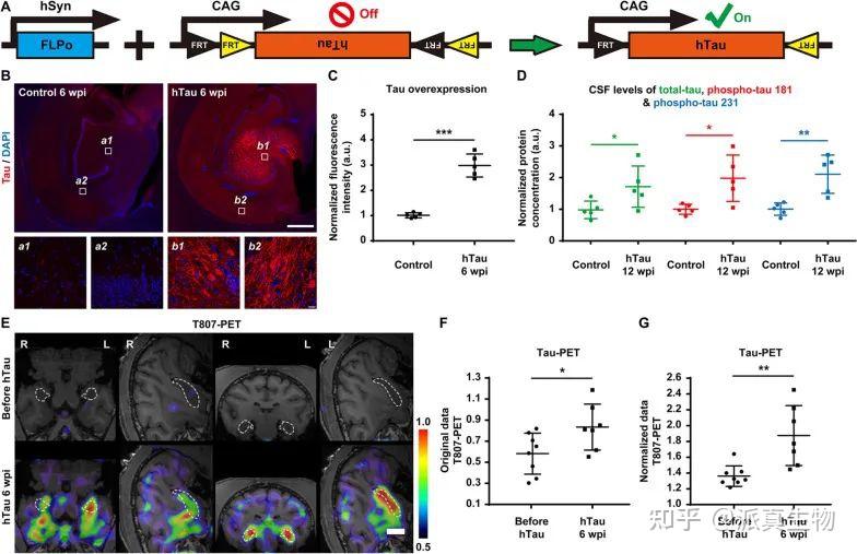 陈功/雷文亮团队通过单次注射AAV成功构建阿尔茨海默病NHP模型 - 知乎