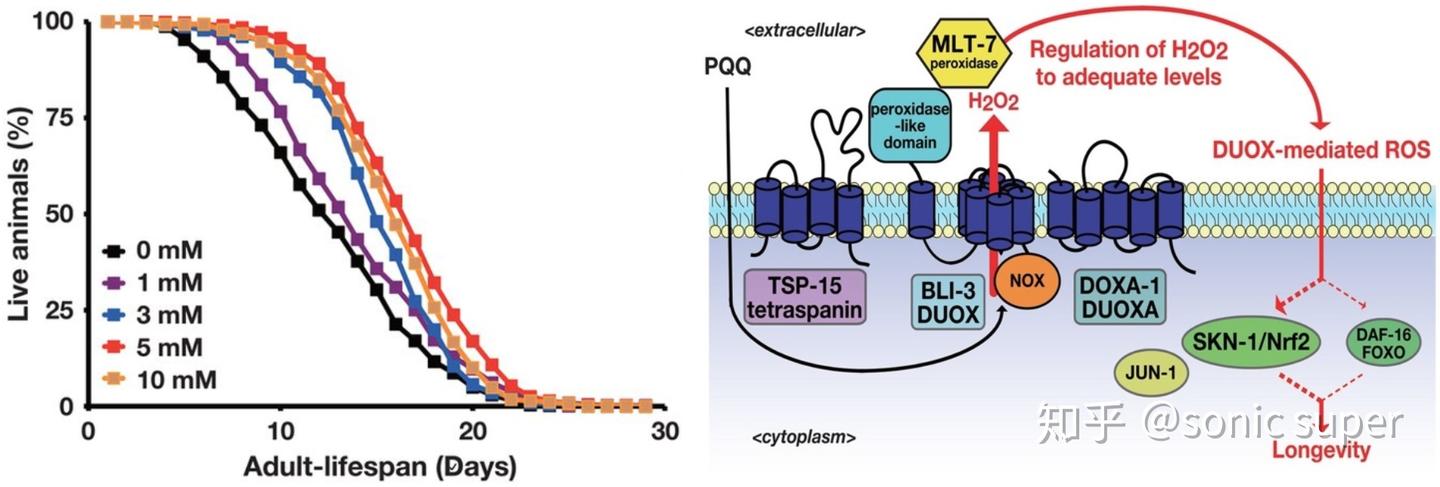 滋养万物，延年益寿？(PQQ最全功能科普·下篇) - 知乎