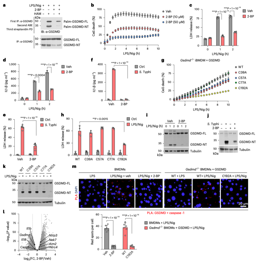 Nature Cell Biology丨棕榈酰化-去棕榈酰化通过 GSDMD 控制焦亡 - 知乎