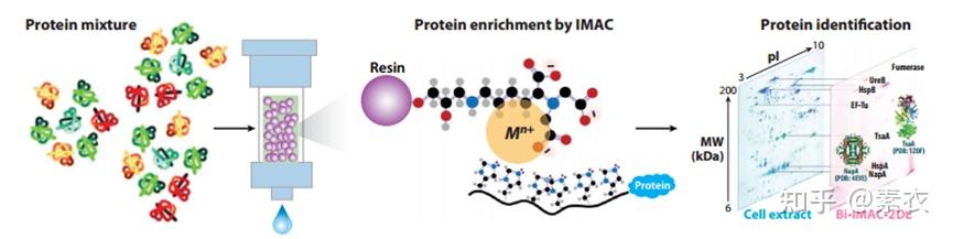 IMAC技术与金属结合蛋白 - 知乎