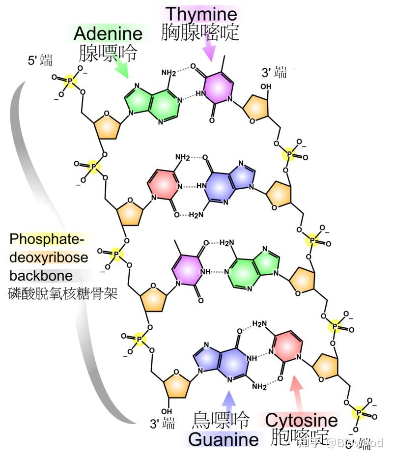 BS-seq的原理及比对方法 | 甲基化测序 | 接头是怎么加上去的 - 知乎