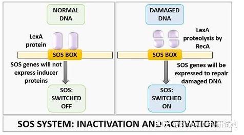 SOS维修--DNA修复系统（定义、组成、步骤） - 知乎