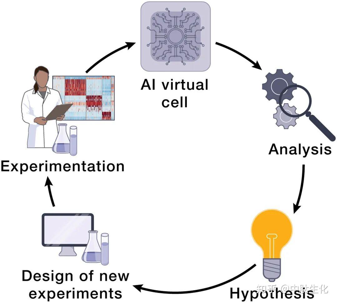 Cell：如何利用人工智能构建虚拟细胞？ - 知乎