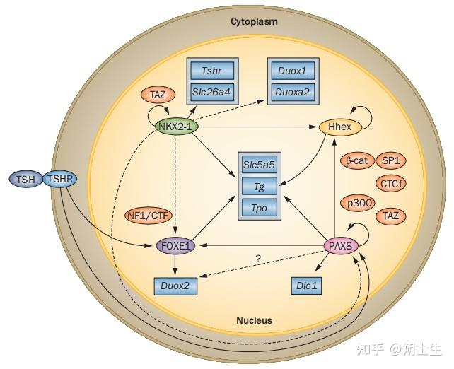 甲状腺癌与PAX8-PPARγ重排基因之间的那些事 - 知乎