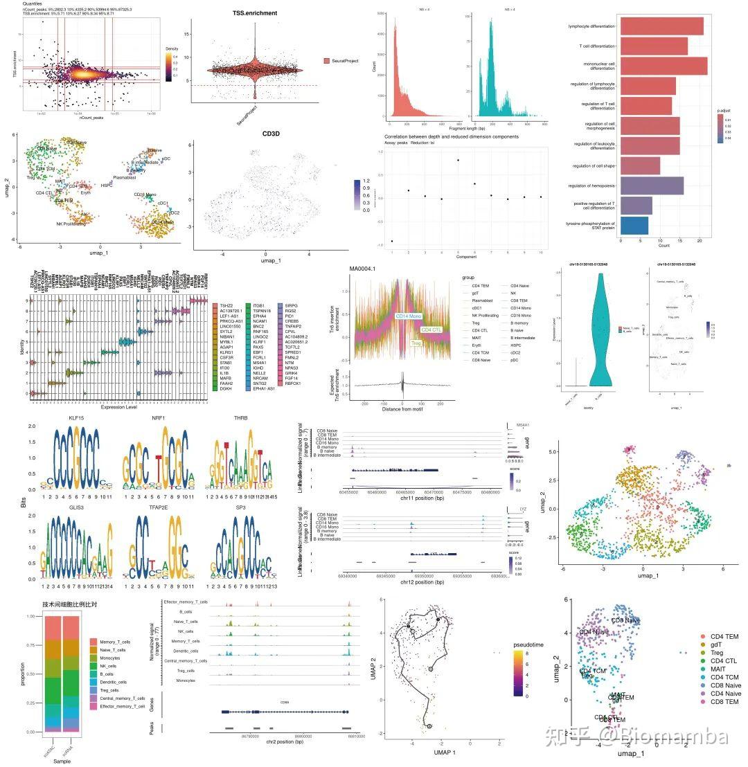 Seurat团队打造——Signac分析实操 - 知乎