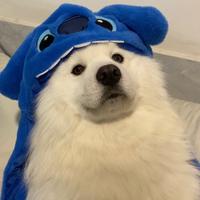 图像生成的评价指标：IS（Inception Score）和FID（Fréchet Inception Distance） - 知乎