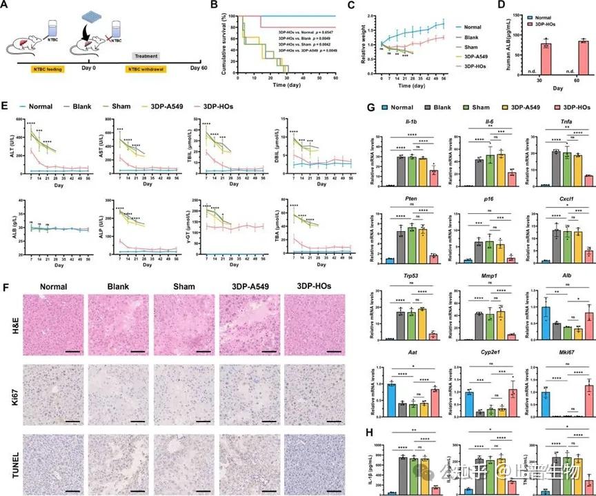 GUT|清华机械系生物制造中心团队庞媛副研究员、孙伟教授课题组合作发表“生物3D打印肝类器官用于肝衰竭治疗研究 - 知乎