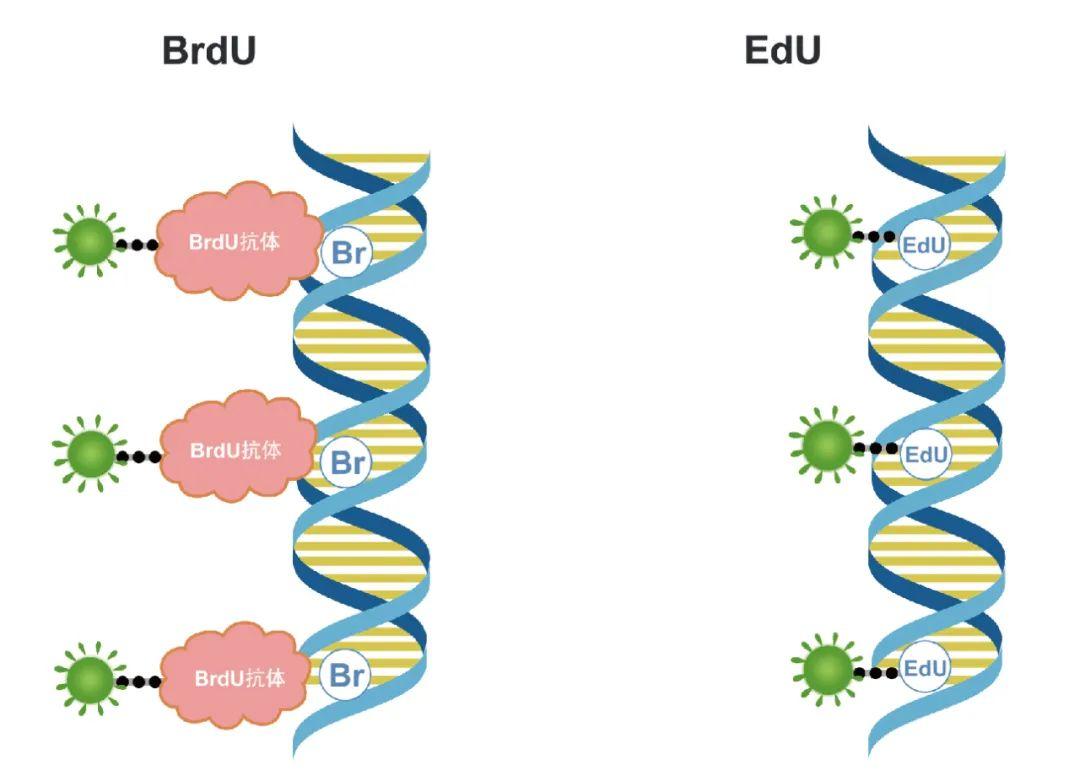 实验干货 | 细胞增殖与细胞活性检测方法你知道吗？ - 知乎