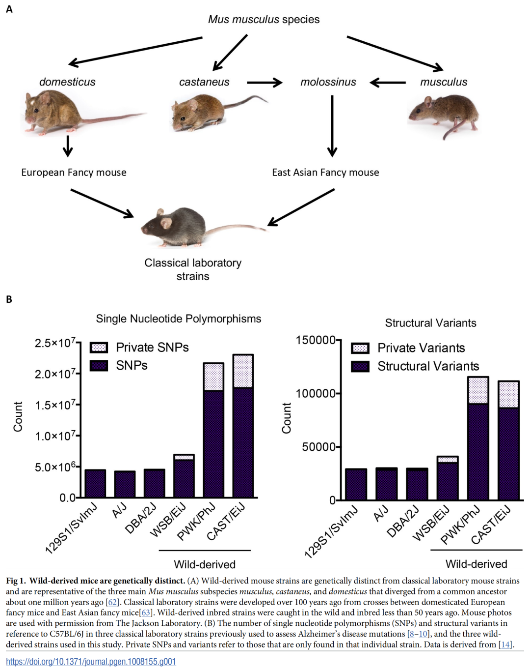 APP/PS1小鼠|AD模型 - 知乎