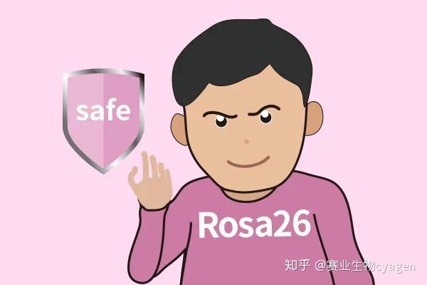 Rosa26：作为基因组中的安全位点是种怎样的体验？ - 知乎